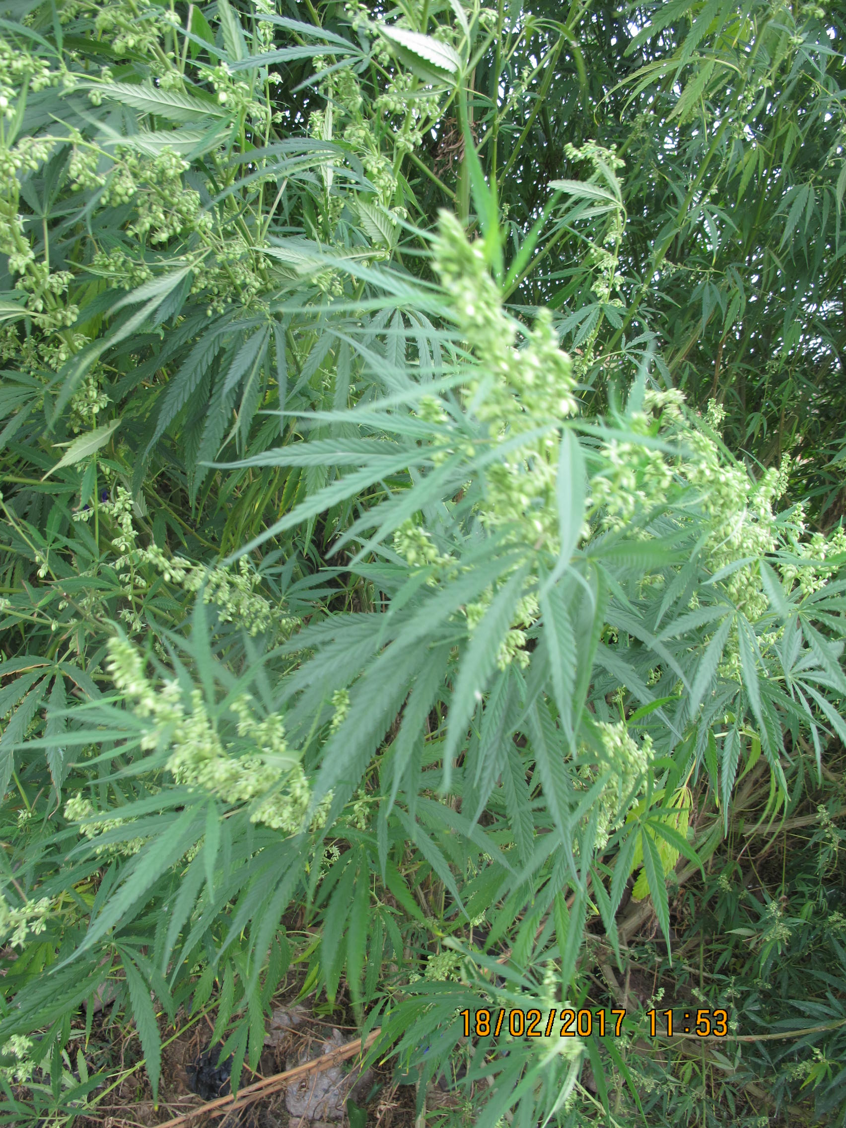 Dagga plants uprooted in Marathon informal settlement | Germiston City News